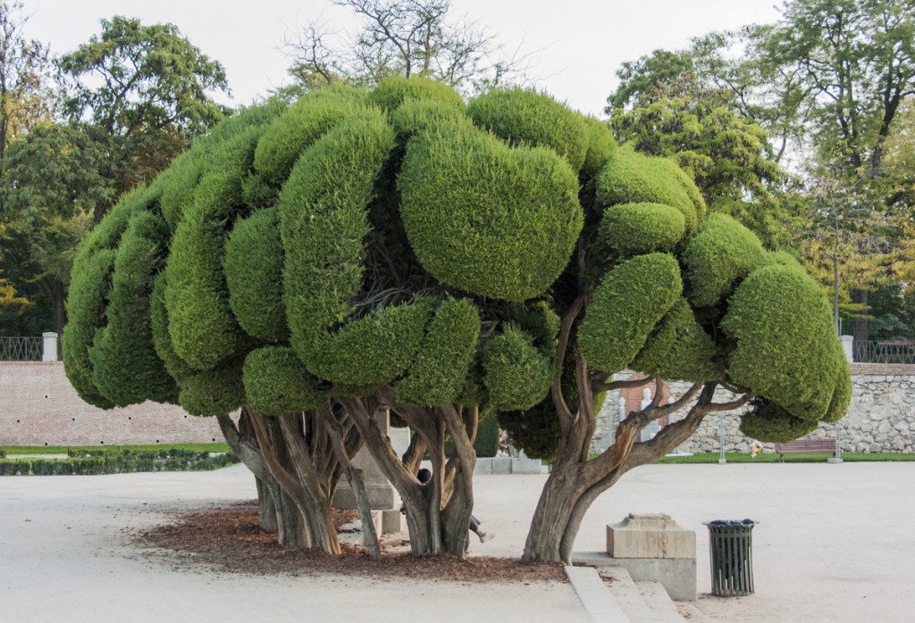 La historia de los Cipreses de El Retiro | David Jiménez. Arquitectura ...